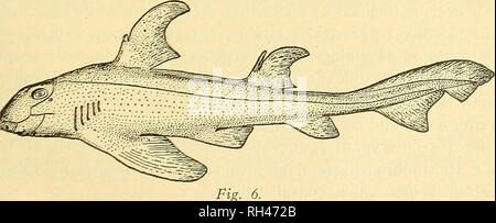Fossil dorsal fin spine from a Hybodus delabechei shark. The specimen ...
