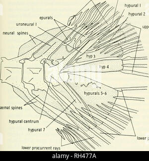 . Breviora. 1971 BRAZILIAN CHARACIN FISH 15. basihyal basibranchials ...