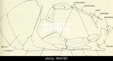 . Breviora. 1971 BRAZILIAN CHARACIN FISH 15. basihyal basibranchials ...