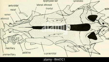 . Breviora. 1971 BRAZILIAN CHARACIN FISH 17 the lower phaiyngeal are 1. ...
