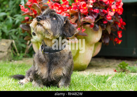 miniature wire-haired dachshund Stock Photo - Alamy