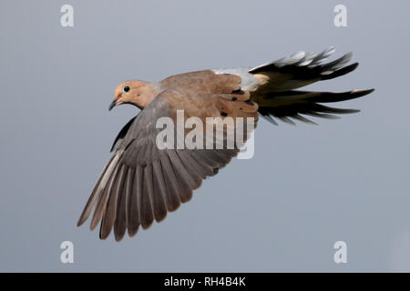 Mourning Dove in Flight Stock Photo - Alamy