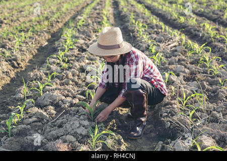 Farmer woman corn harvest rural agriculture field crop woman in hat ...