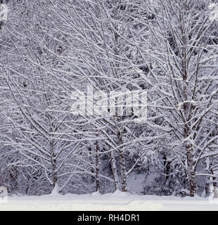 Red Alder, Alnus rubra, with snow clinging to the twigs on the Olympic ...