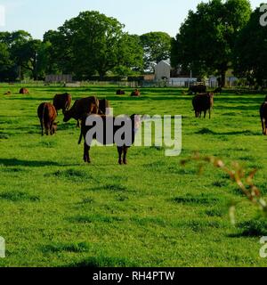 Red Poll, Cattle, Calf Feeding, Red Cattle, Rural Scene, Cheshire ...