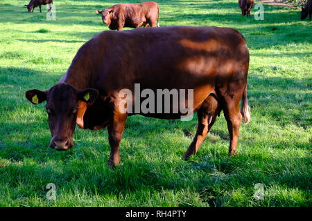 Red Poll, Cattle, Calf Feeding, Red Cattle, Rural Scene, Cheshire ...