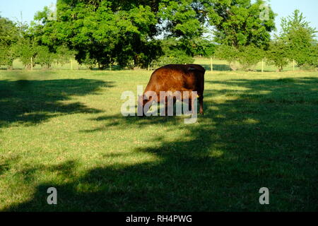 Red Poll, Cattle, Calf Feeding, Red Cattle, Rural Scene, Cheshire ...