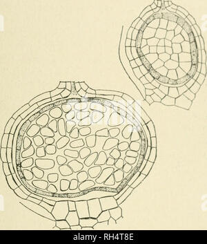 . Botany of the living plant. Botany; Plants. MUSCI AND HEPATICAE 467 ...