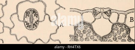 Leaf, cross section showing upper epidermis, palisade parenchyma ...