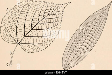 Venation Types Venation Pattern In Species Of Bursera. Brochidodromous