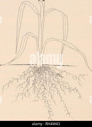 . Botany; principles and problems. Botany. THE ROOT AND ITS FUNCTIONS ...