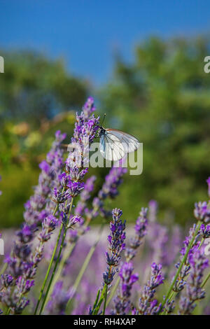 Lavender bush in full bloom against the blue sky. Colorful Butterfly on ...