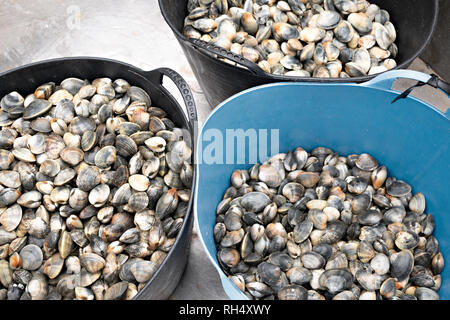 Fresh Clams on crates in the fish market. Ruditapes philippinarum ...