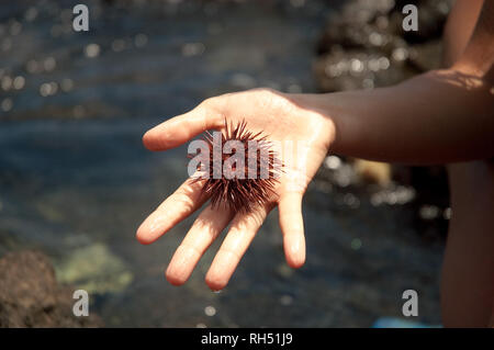 A hand holding a brown sea urchin Stock Photo - Alamy