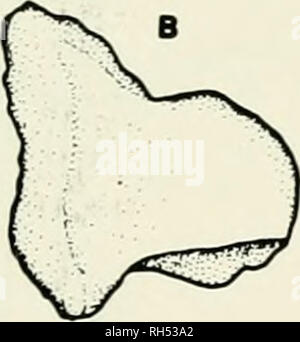 Axial skeleton, posterior view Stock Photo - Alamy