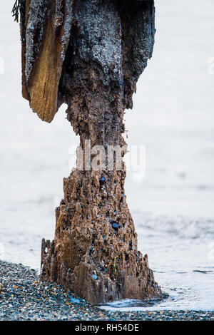 Termites of the Sea: The severley degraded and Teredo worm-attacked ...