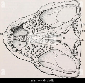 . Breviora. 1969 CRANIAL ANATOMY OF PANTYLUS 13 Approaching ...