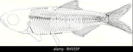 . Breviora. 1972 AFRICAN CLUPEID FISH 13 dorsal hypohyal ceratohyal ...