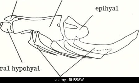 . Breviora. 1972 AFRICAN CLUPEID FISH 11 Orbitosphenoid, pterosphenoids ...