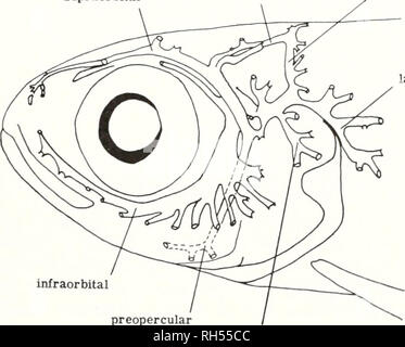 . Breviora. 1972 AFRICAN CLUPEID FISH 11 Orbitosphenoid, pterosphenoids ...