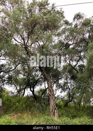 Young Olive trees without olives Stock Photo - Alamy