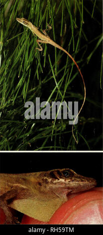 . Breviora. Zoology; Paleontology. Photo by Kevin de Queiroz. This ...