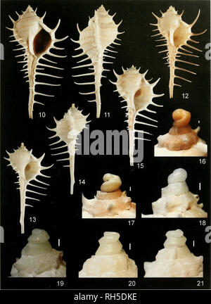 . Breviora. Zoology; Paleontology. 2011 TWO NEW SPECIES OF MUREX S.S ...