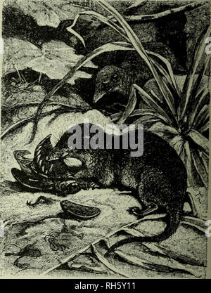 caught alive shrew Stock Photo - Alamy