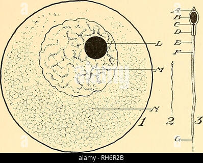 . Breeding of farm animals. Livestock. REPRODUCTIVE ORGANS AND GERM ...