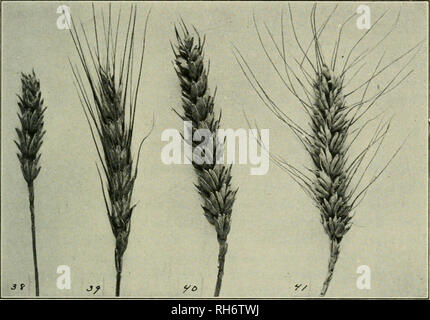 Development of a winter wheat crop from seedling to harvest, summer ...