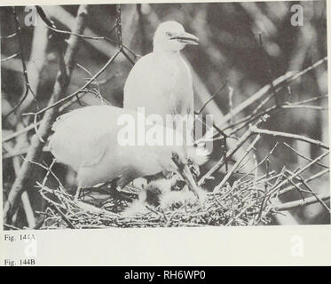 . Breeding birds of Ontario : nidiology and distribution. Birds; Birds ...