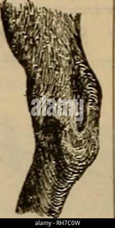 . Breeder and sportsman. Horses. Bone and Bog Spavin, Thoroughpin ...