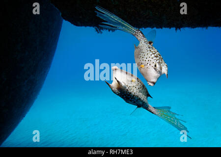 Longhorn cowfish, or horned boxfish (Lactoria cornuta) swims in ...