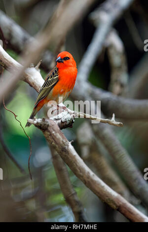 Male red Fody (Foudia madagascariensis), a bird species native to ...