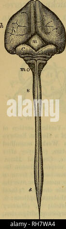 Upper surface of human brain Stock Photo - Alamy