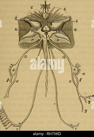 Nervous system of the cuttle fish Stock Photo - Alamy