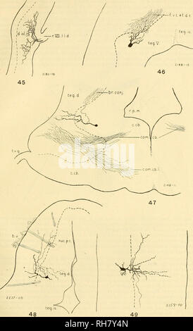 . The brain of the tiger salamander, Ambystoma tigrinum. Brain ...