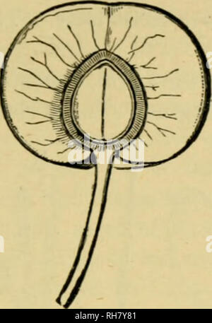 . Botany of the living plant. Botany; Plants. APPENDIX A 621 Corolla ...