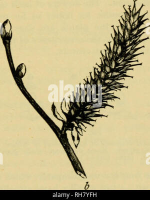 Male and female catkin from willow Salix tree isolated on white ...
