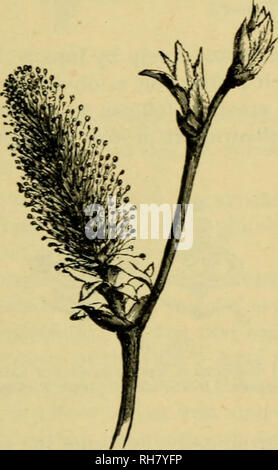 . Botany of the living plant. Botany; Plants. APPENDIX A 621 Corolla ...