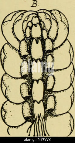 . Botany of the living plant. Botany; Plants. MUSCI AND HEPATICAE 467 ...