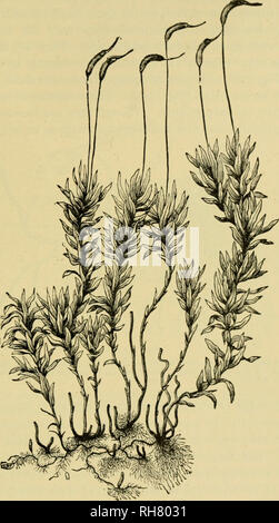 . Botany of the living plant. Botany; Plants. MUSCI AND HEPATICAE 467 ...
