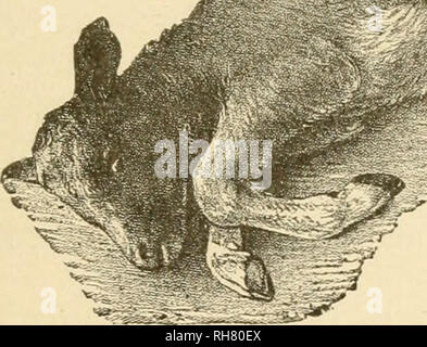 . Bovine obstetrics. Veterinary obstetrics. CLASSIFICATION OF ABNORMAL ...