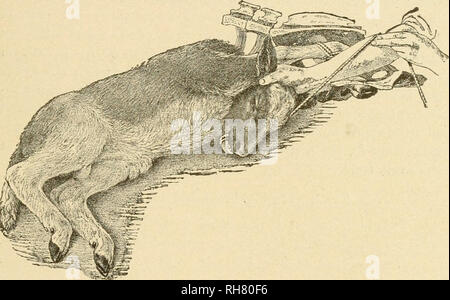 . Bovine obstetrics. Veterinary obstetrics. CLASSIFICATION OF ABNORMAL ...