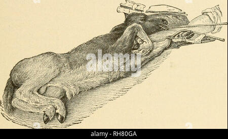 . Bovine obstetrics. Veterinary obstetrics. CLASSIFICATION OF ABNORMAL ...