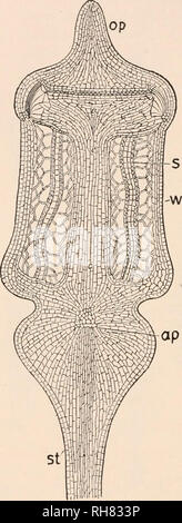 . Botany; principles and problems. Botany. 322 BOTANY: PRINCIPLES AND ...