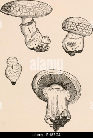 Gills and stipe Agaricus campestris Stock Photo - Alamy