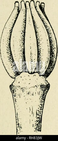 . Botany of the living plant. Botany. THE CARPEL AND OVULE -55 seen in ...