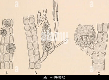 . Botany; principles and problems. Botany. THE THALLOPHYTA 285 contains ...