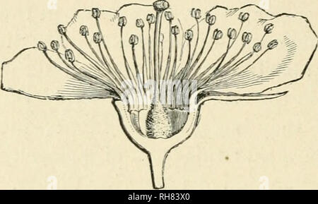 . Botany of the living plant. Botany. 238 BOTANY OF THE LIVING PLANT ...